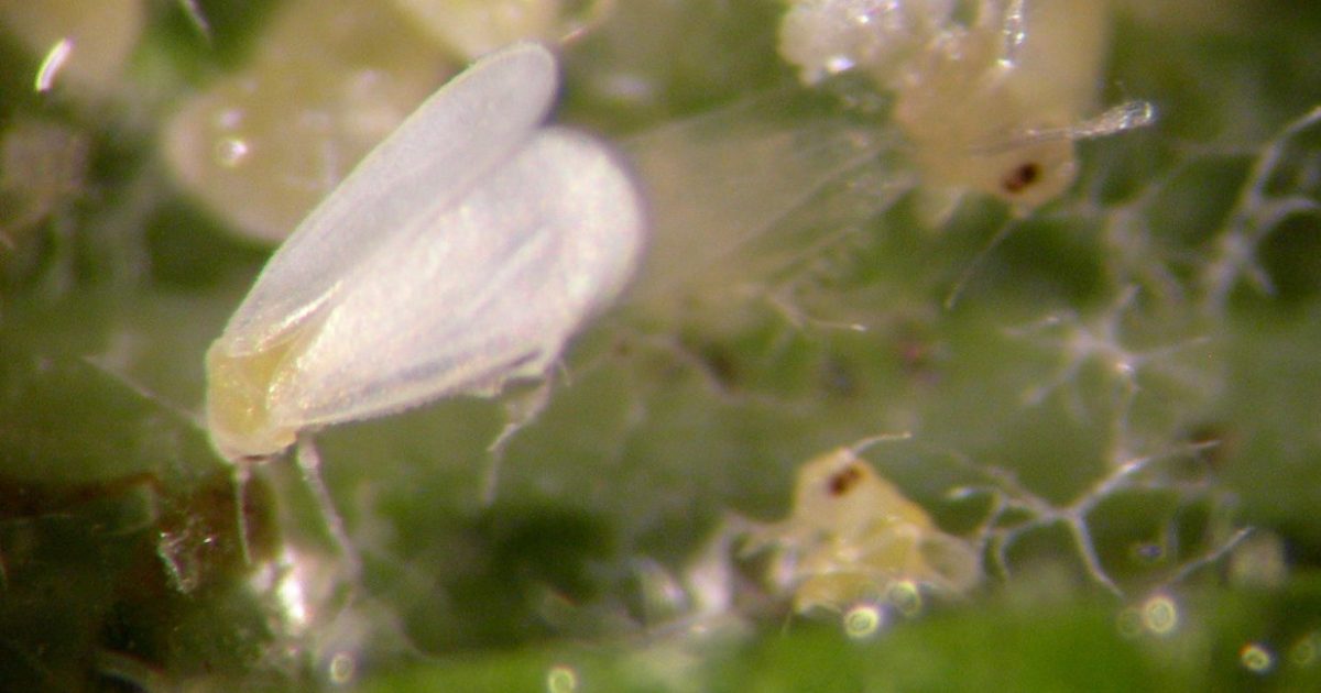 Bekjempelse av mellus i veksthuskulturer | NLR Veksthusrådgiving