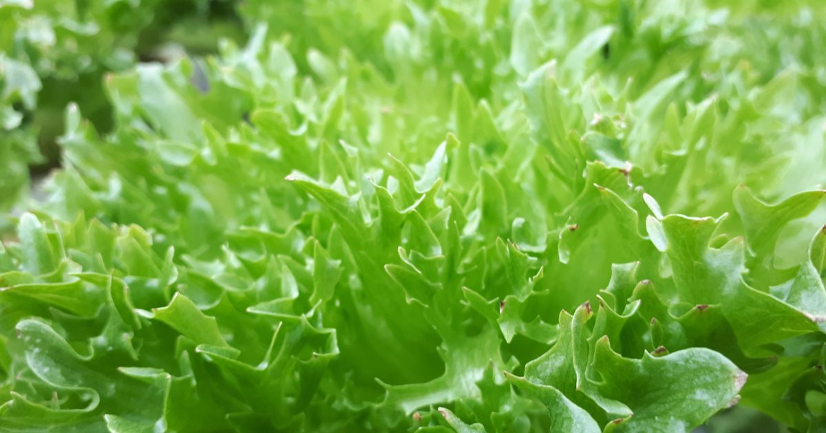 Bladrand i Crispisalat | NLR Veksthusrådgiving