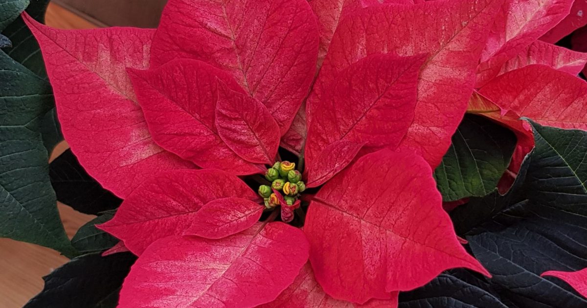 Problemer med julestjerner – fysiologiske… | NLR Veksthusrådgiving